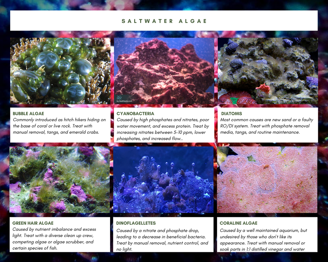 Identify Your Algae – Trident's Cove