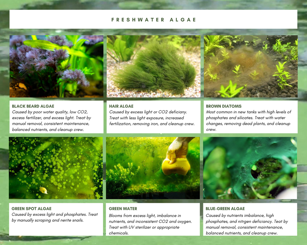 Identify Your Algae – Trident's Cove